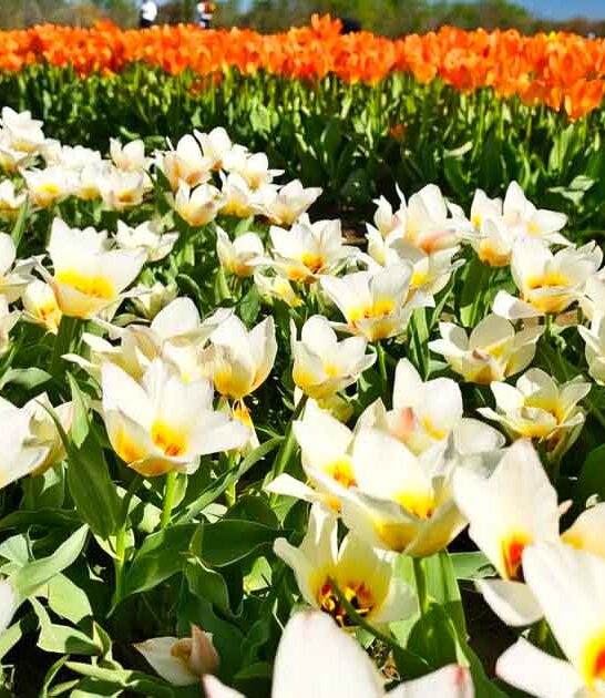 flower field new jersey ftr
