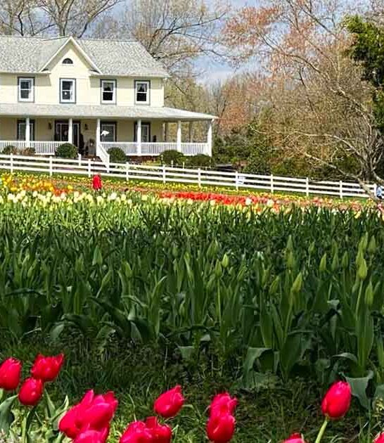 flower field north carolina ftr