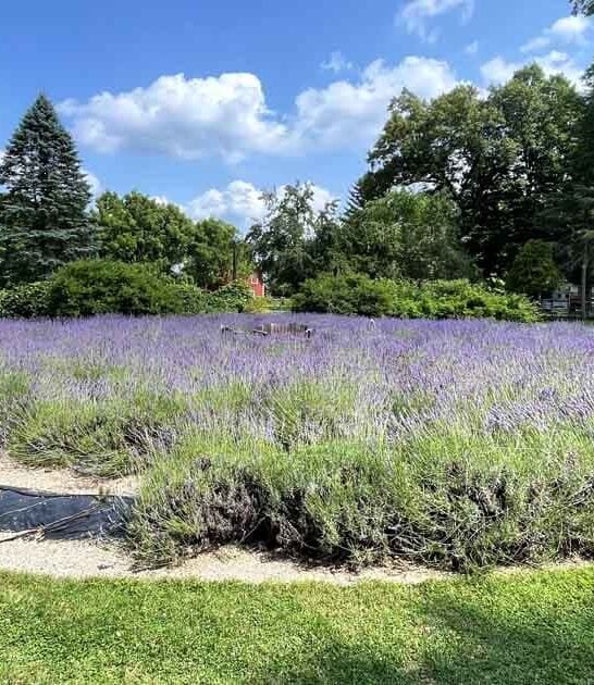 flower field visit indiana ftr