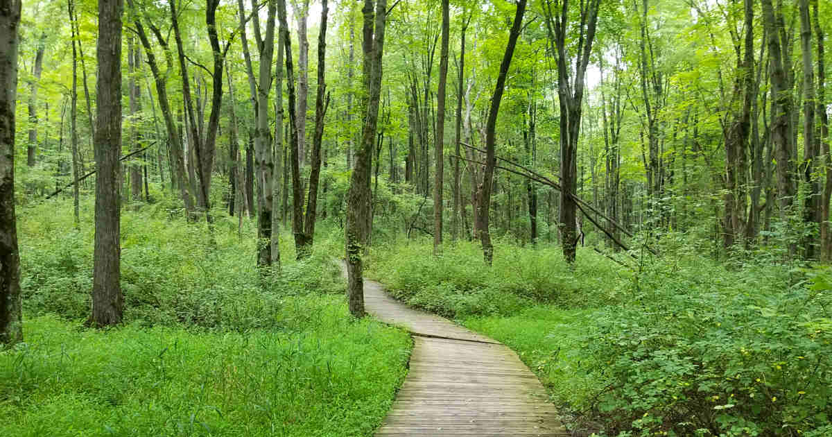 This 4,000-Acre Forest In New Jersey Is A Hidden Wilderness Escape