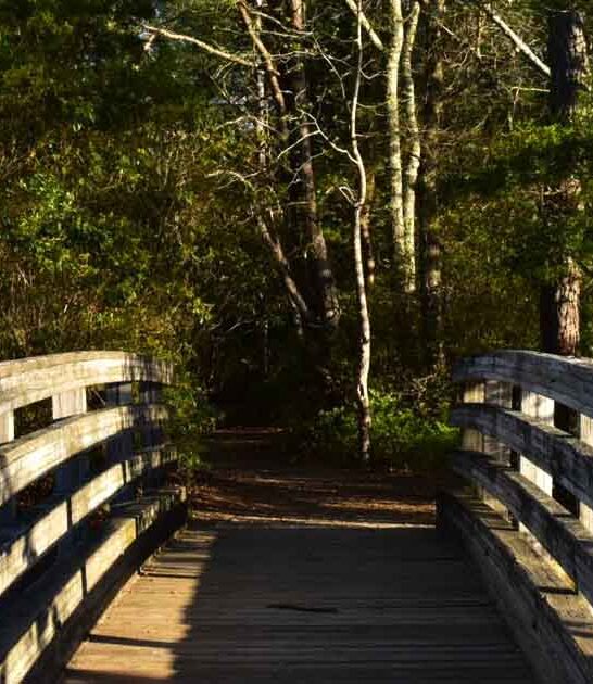 forest new jersey stunning ftr