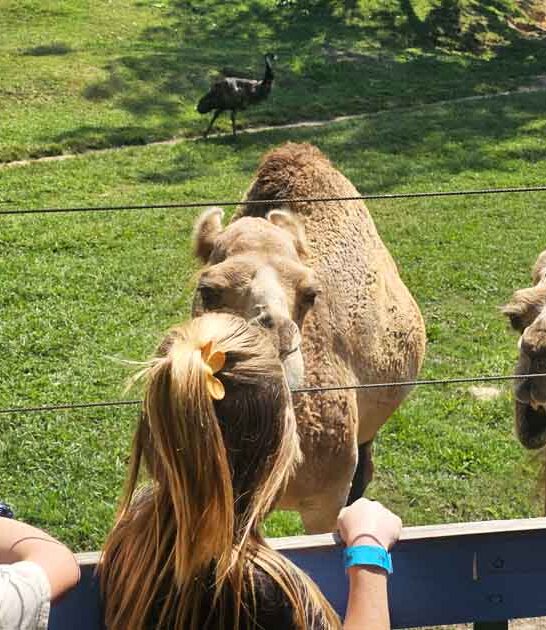 georgia must visit attractions ftr