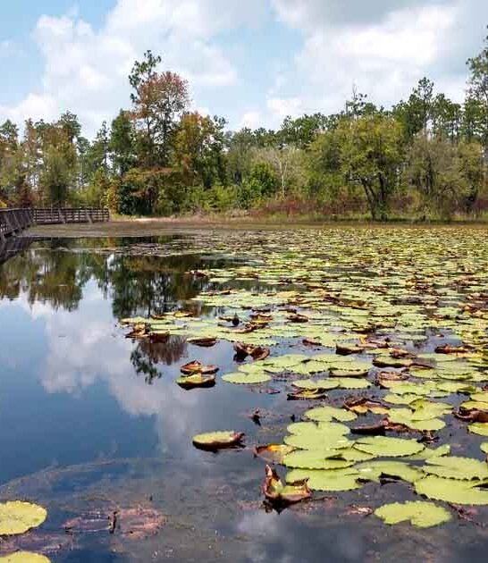 georgia park spotting wildlife ftr