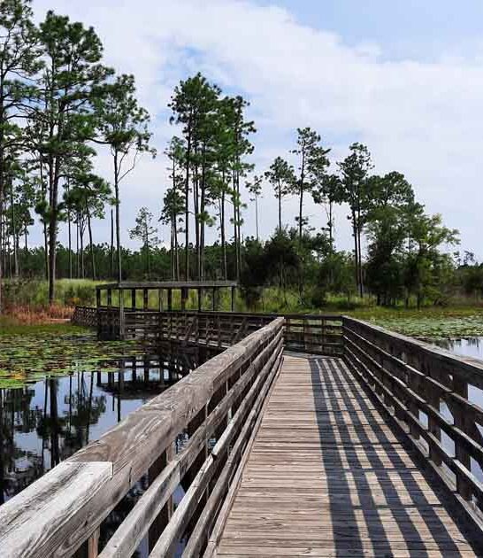 georgia park wildlife watching ftr