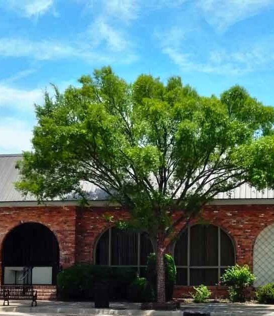 12 Old-School Georgia Steakhouses That Are Pure Perfection