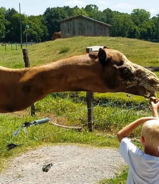 georgia unforgettable attractions ftr