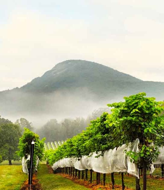 georgia winery secret cave ftr