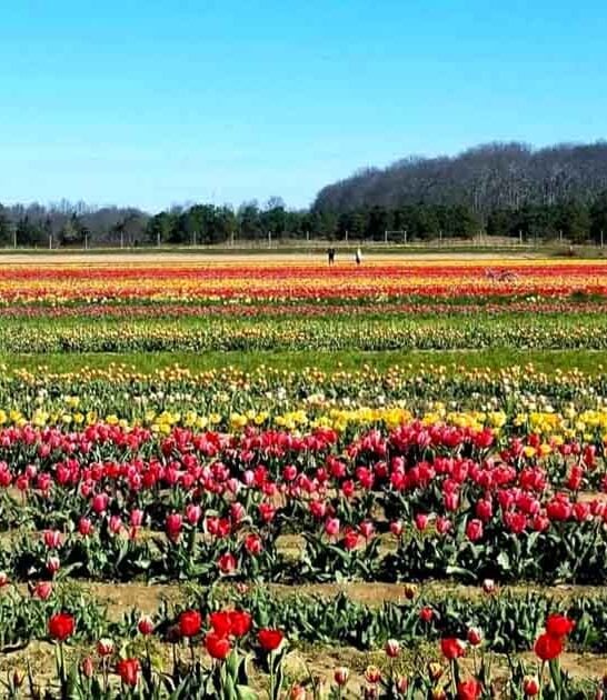 gorgeous field new york ftr