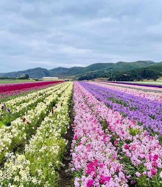 gorgeous flower field california ftr