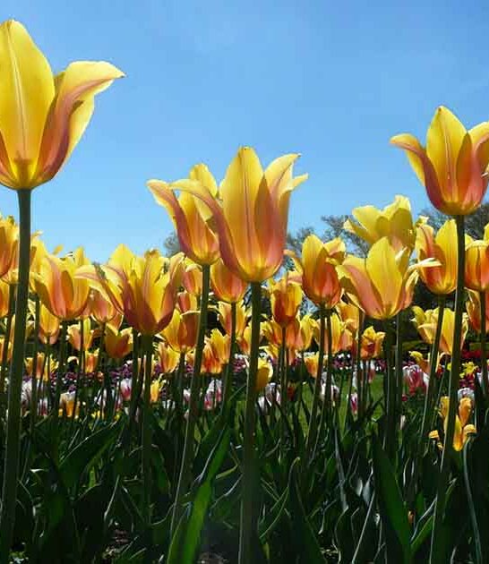gorgeous flower field connecticut ftr