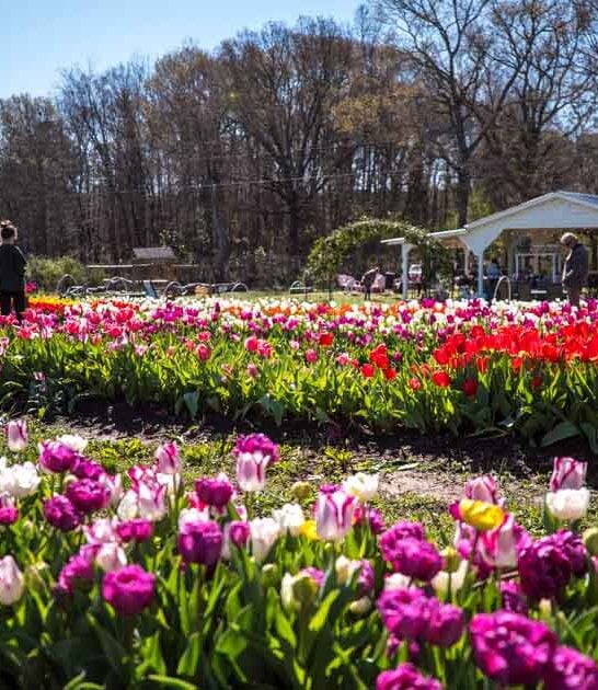 gorgeous flower field georgia ftr