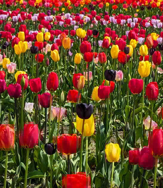 gorgeous flower field massachusetts ftr