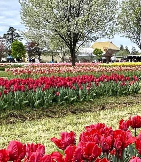 gorgeous flower field michigan ftr