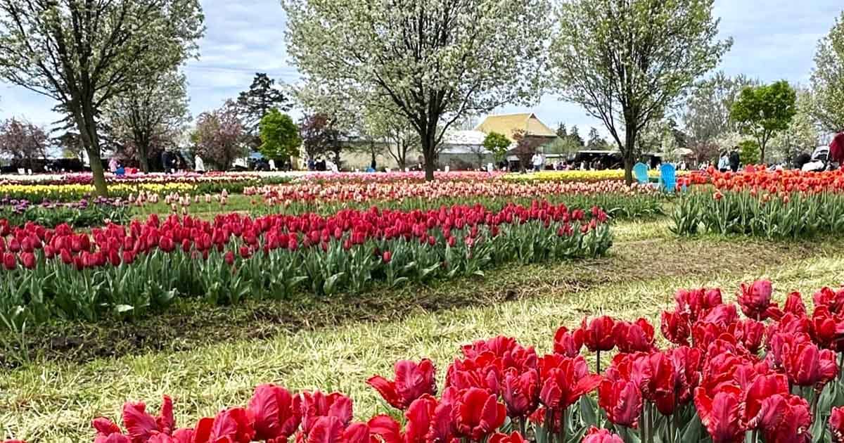This Gorgeous Flower Field In Michigan Is So Picturesque, You'll Think ...