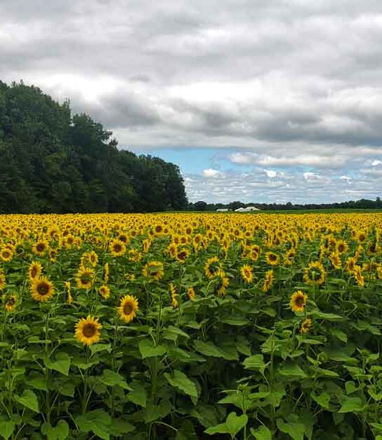 gorgeous flower field minnesota ftr