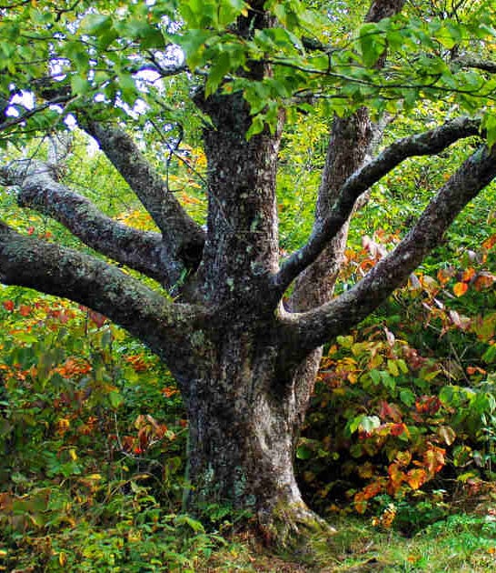 growth forest north carolina ftr