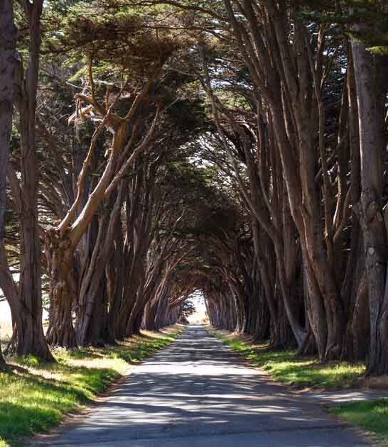 hidden tree tunnel california ftr