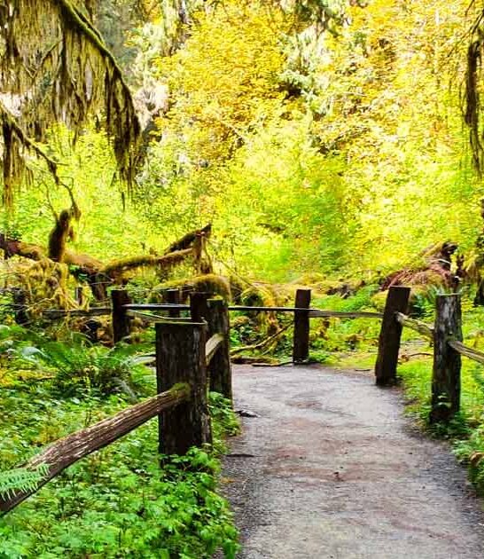 hidden washington forest fairytale ftr