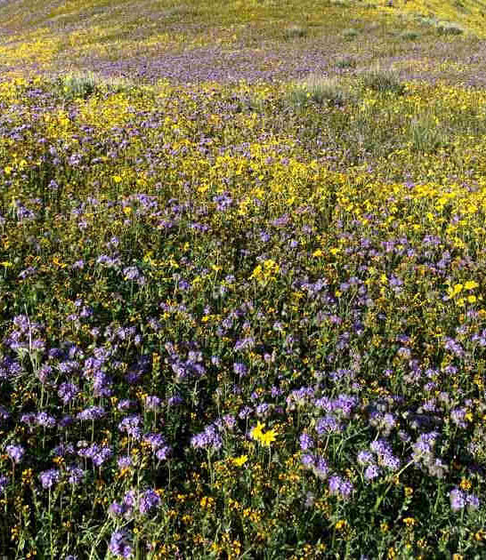 impossibly colorful spots california ftr