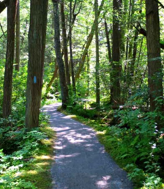 largest connecticut forest ftr