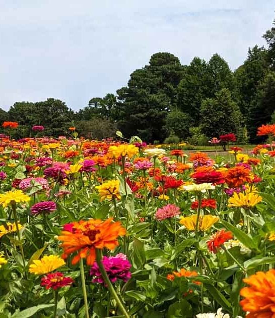 magical botanical garden virginia ftr