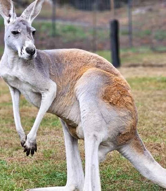 This Magical Washington Ranch Lets You Get Up Close With Baby Wallabies