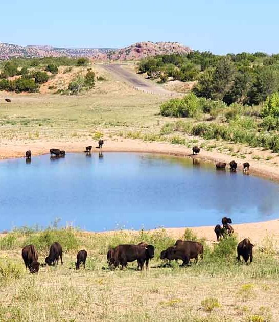 majestic bison texas park ftr