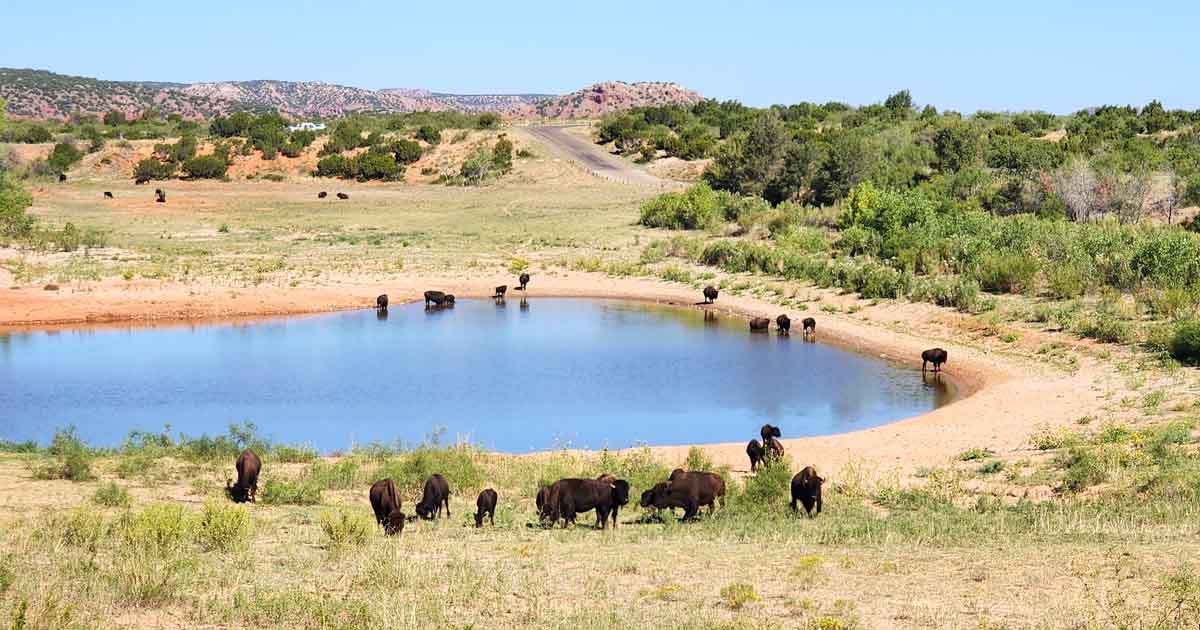 Witness The Majestic Bison Roaming Free In One Of The Most Underrated ...