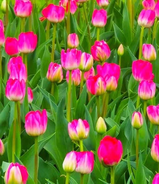 maryland dreamy field flower ftr