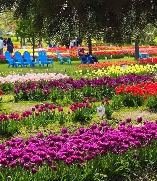 michigan flower field painting ftr