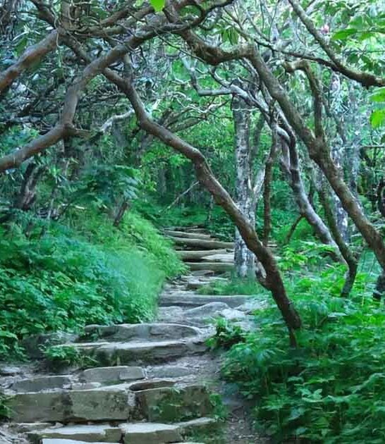 natural wonders north carolina ftr