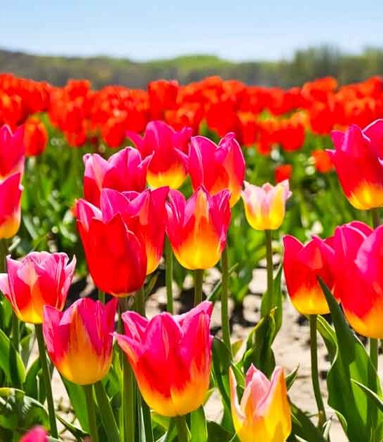 new jersey floral paradise ftr