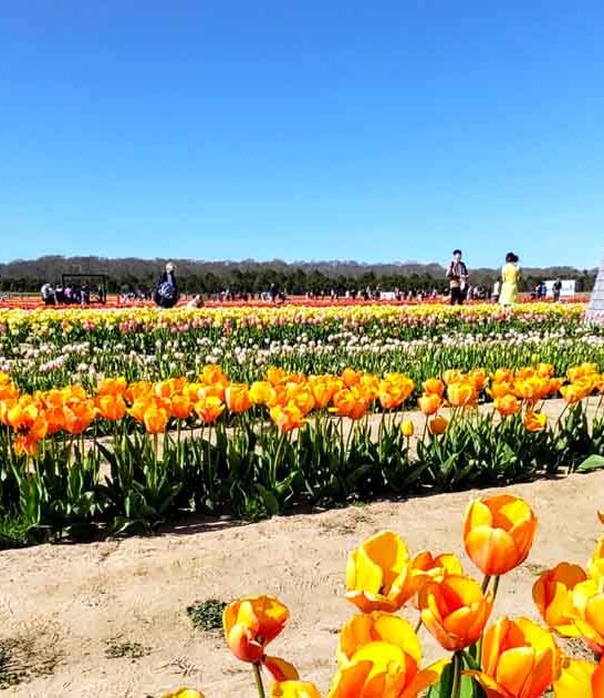 new york flower painting ftr