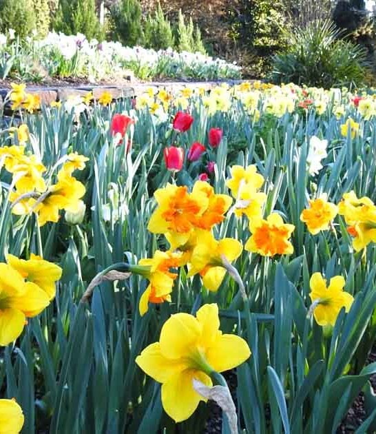 north carolina enchanting garden ftr