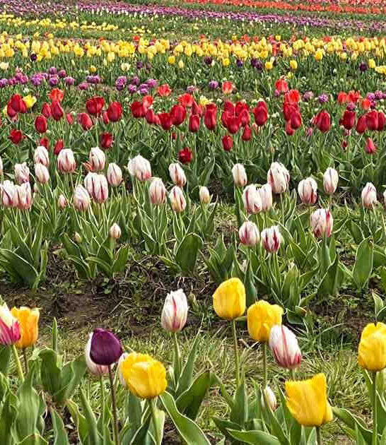 north carolina flower field ftr