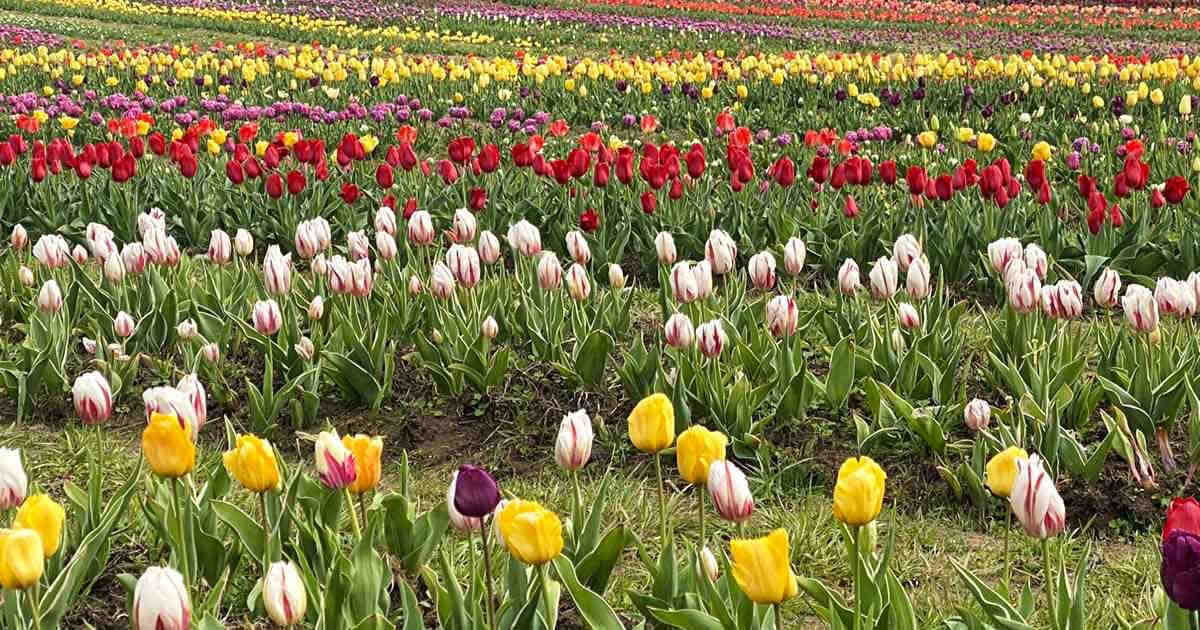 This Gorgeous Flower Field In North Carolina Is So Picturesque, You'll ...