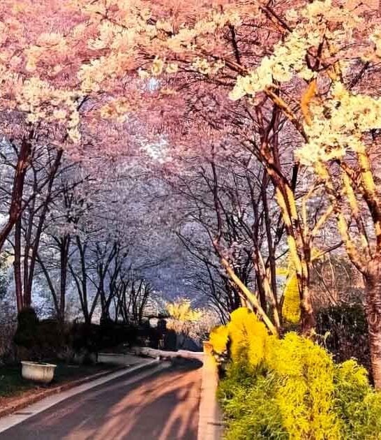 north carolina garden escape ftr