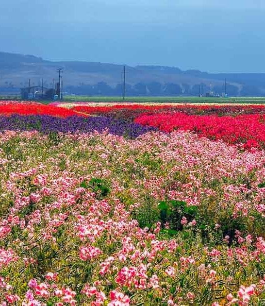 painting california flower field ftr