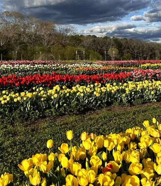 You&rsquo;ll Feel Like You&rsquo;re Walking Through A Monet Painting At This Dreamy Georgia Flower Field