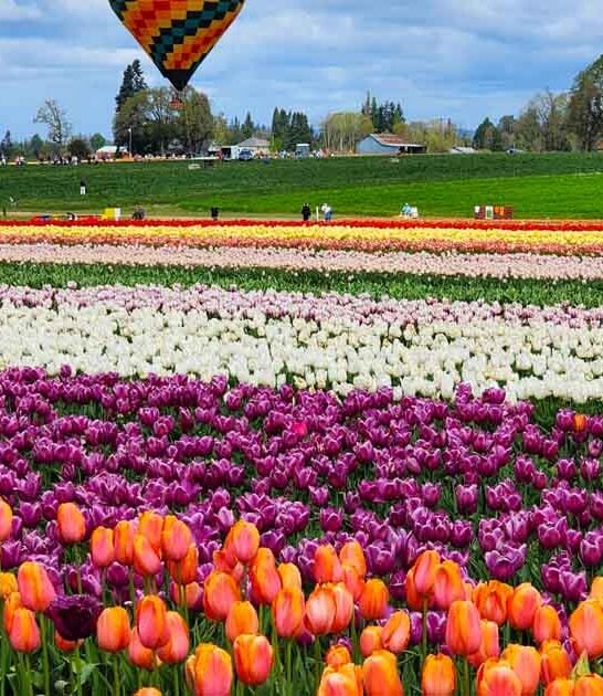 picturesque oregon flower field ftr