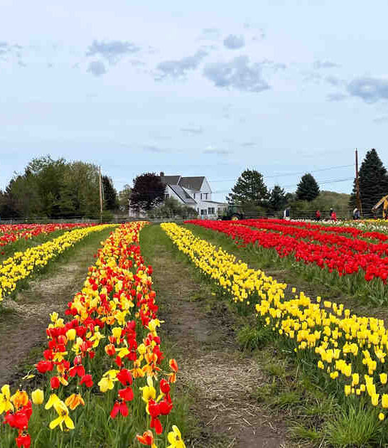 pretty massachusetts flower field ftr