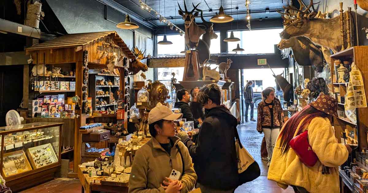 This Quirky California Shop Is Filled With The Weirdest Finds Imaginable