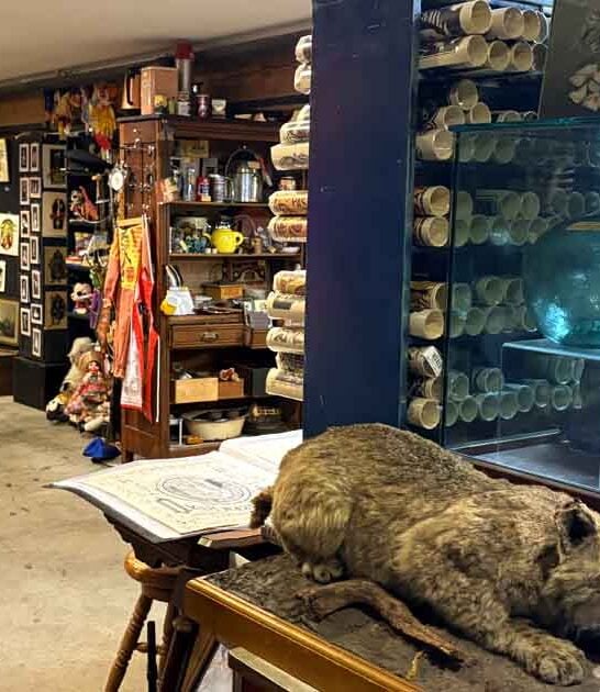 quirky curiosity shop washington ftr