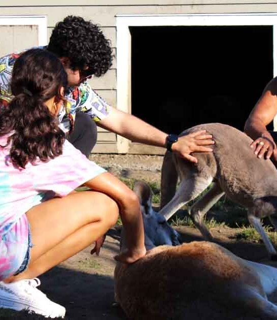 Meet Adorable Baby Wallabies At This One-Of-A-Kind Washington Ranch