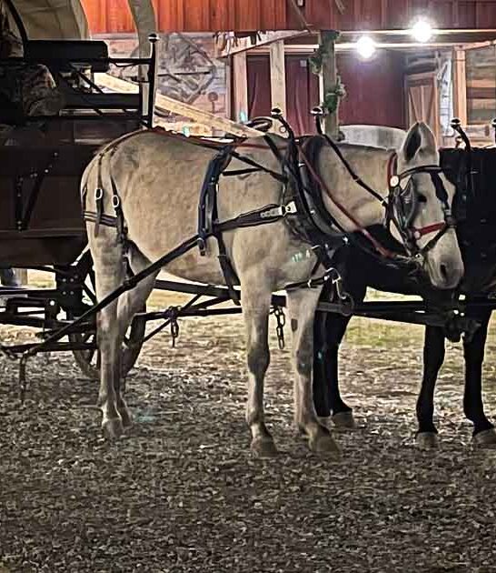 remarkable west town kentucky ftr