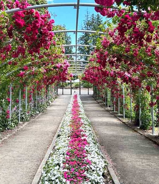 rose garden scenery washington ftr