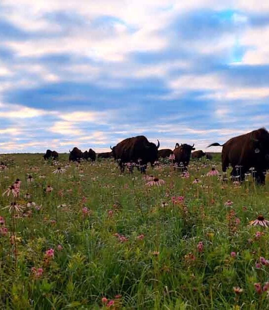 scenic grassland park missouri ftr