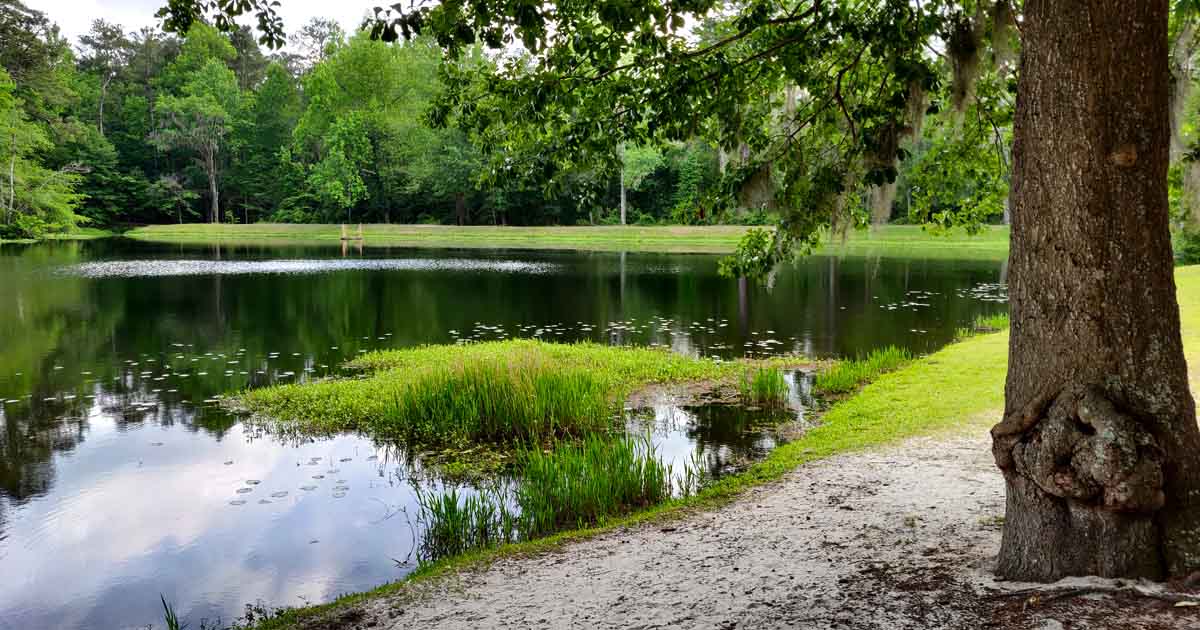 You Won't Believe What's Growing In The Middle Of This South Carolina ...