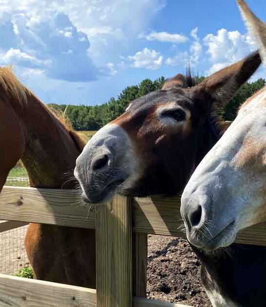 south carolina hidden experiences ftr