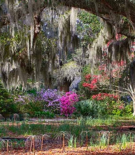 south carolina mesmerizing garden ftr